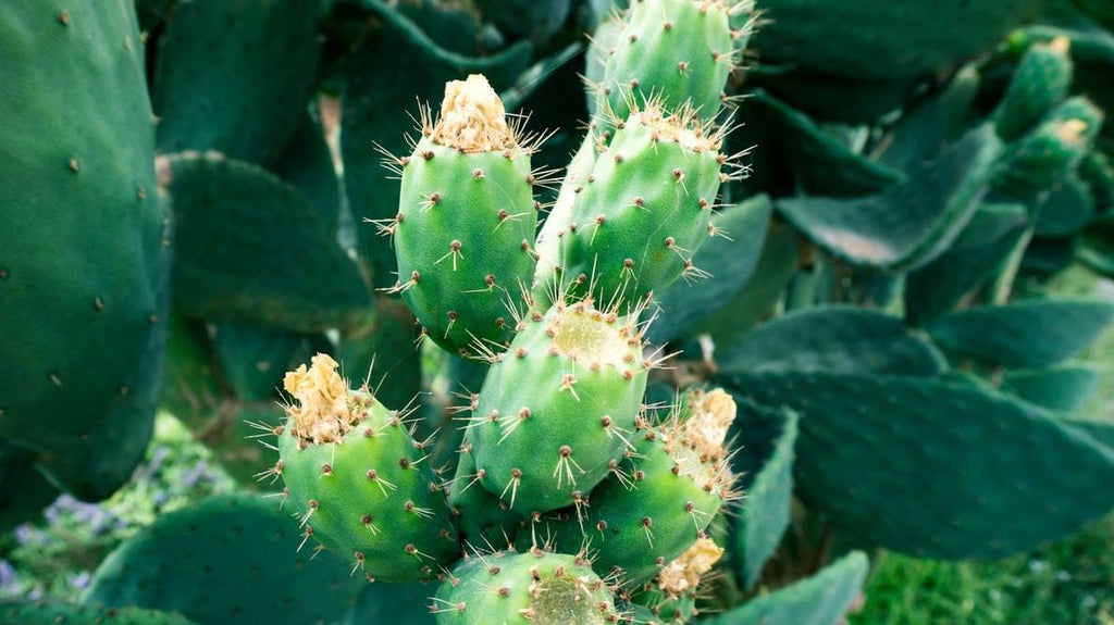 Nopal: origen, beneficios y deficiencias